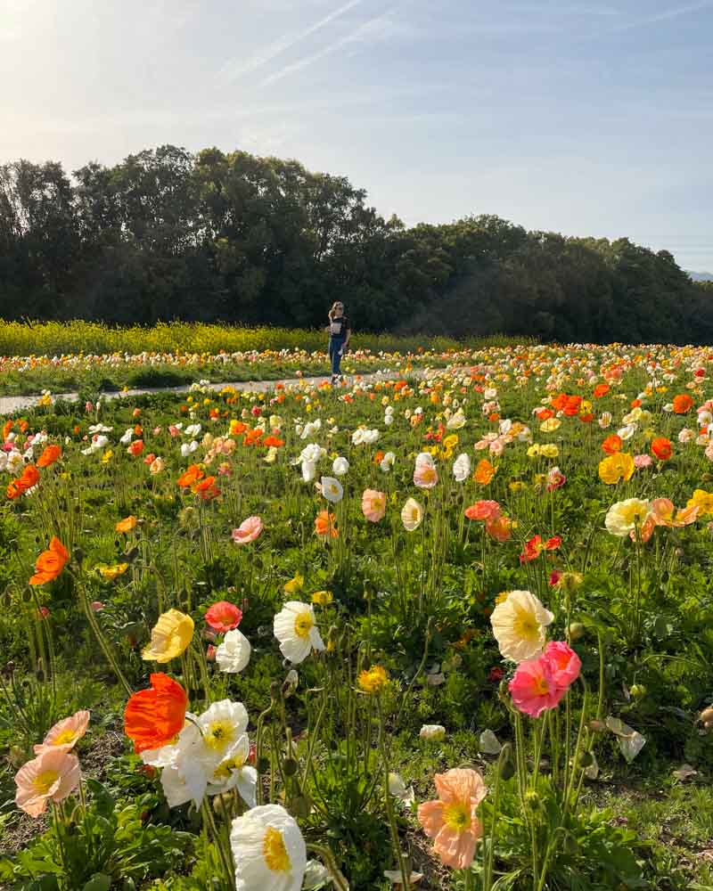 Ultimate Guide to Seasonal Flowers in Japan - Kansai Area